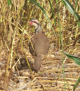 Ferme du Moulin | Elevage et production de petits gibiers
